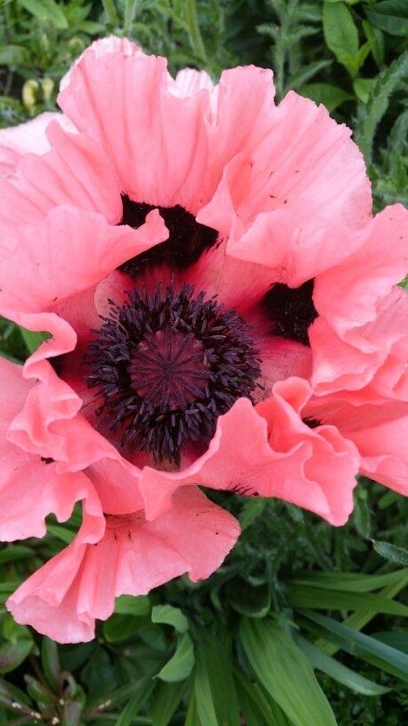 30 + Seeds Papaver Orientale ‘coral Reef’ (oriental Poppy) - Etsy