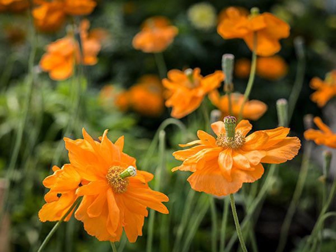 50+ Seeds Papaver Rupifragum ‘double Tangerine Gem’ (spanish Poppy) - Etsy