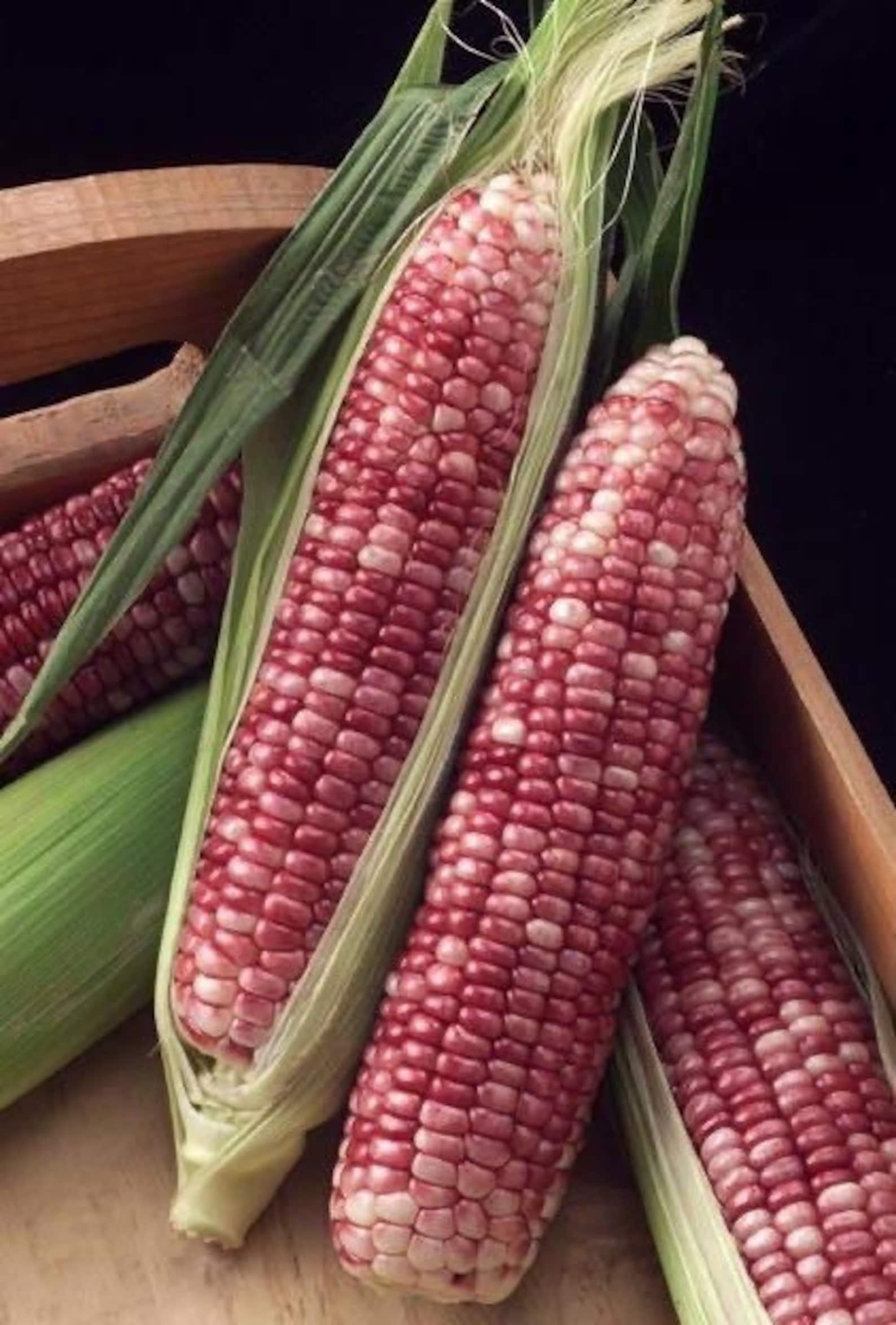 15 Seeds Cute Pink Corn Heirloom Variety Non GMO - Edible - Etsy
