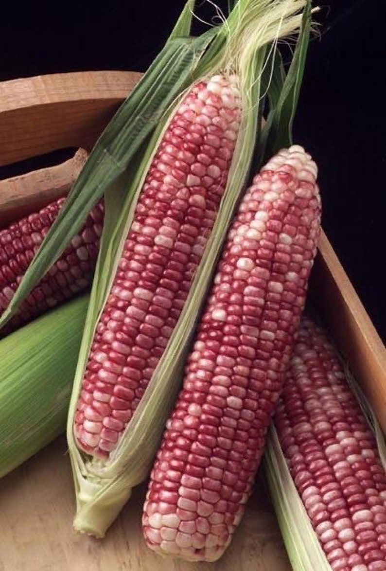 15 Seeds Cute Pink Corn Heirloom Variety Non GMO Edible - Etsy