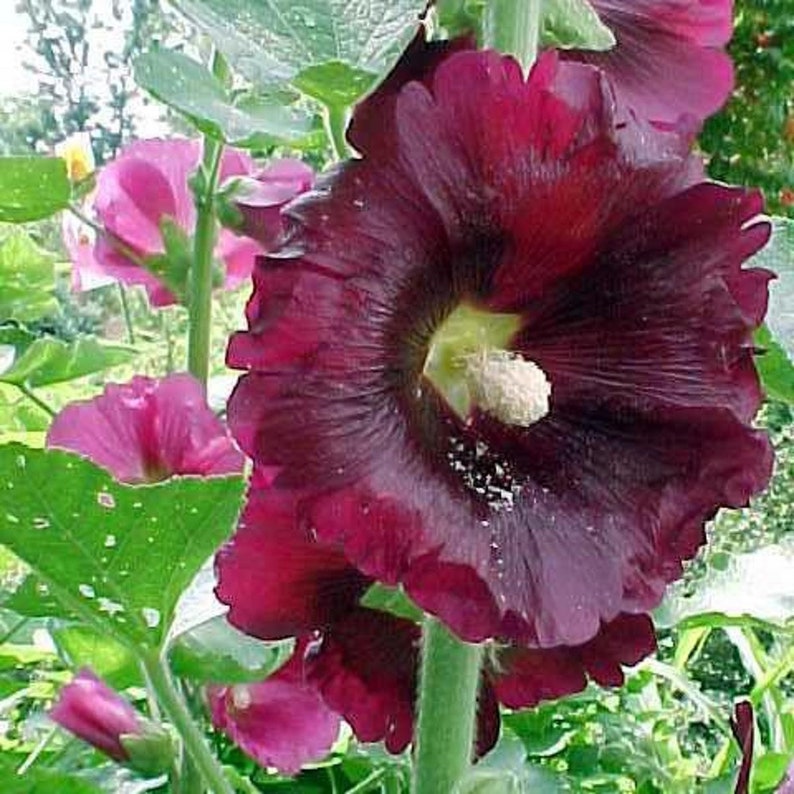 20 Seeds Burgundy Hollyhock Indian Spring Holly Hock Seeds - Etsy