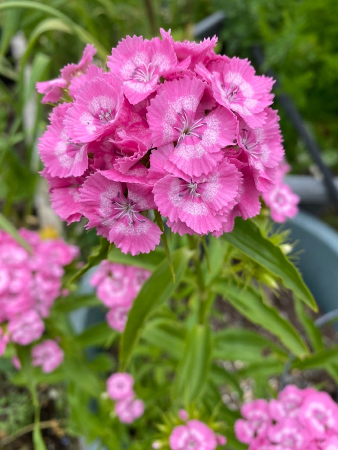 Dianthus Barbatus Seeds