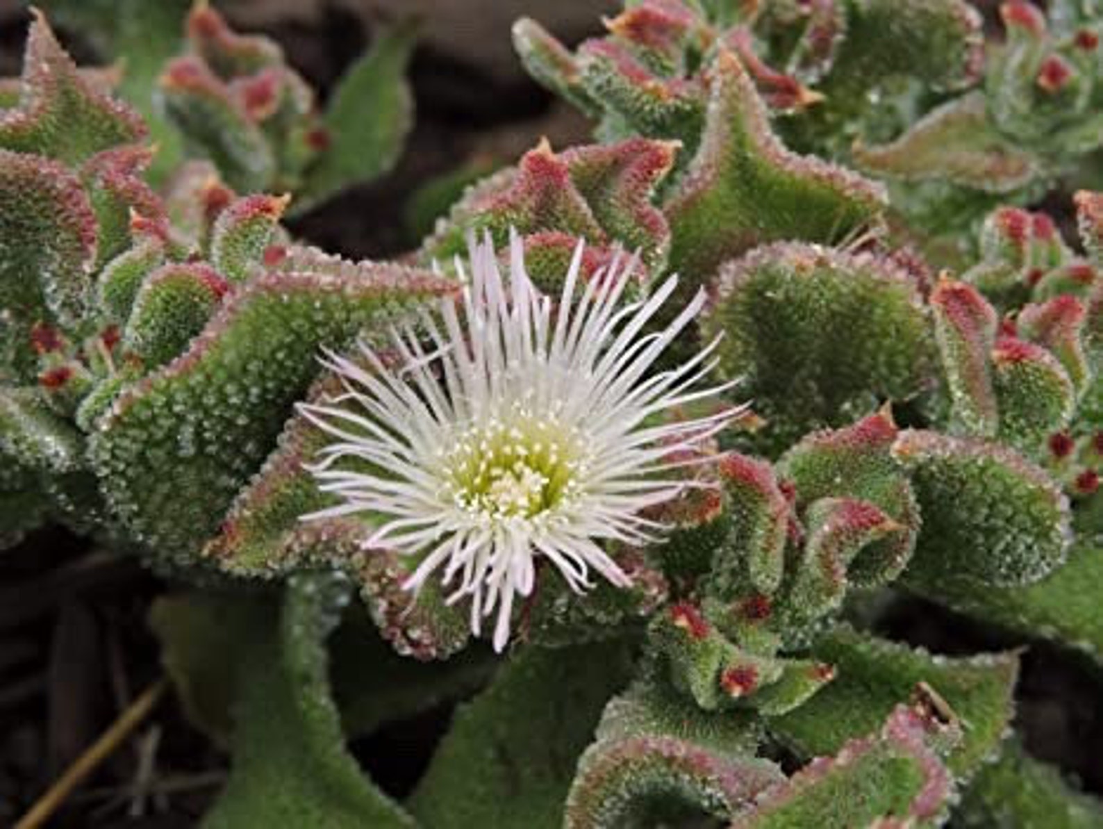50 Seeds Crystalline Ice Plant Sunny Slopes or Rock Gardens | Etsy