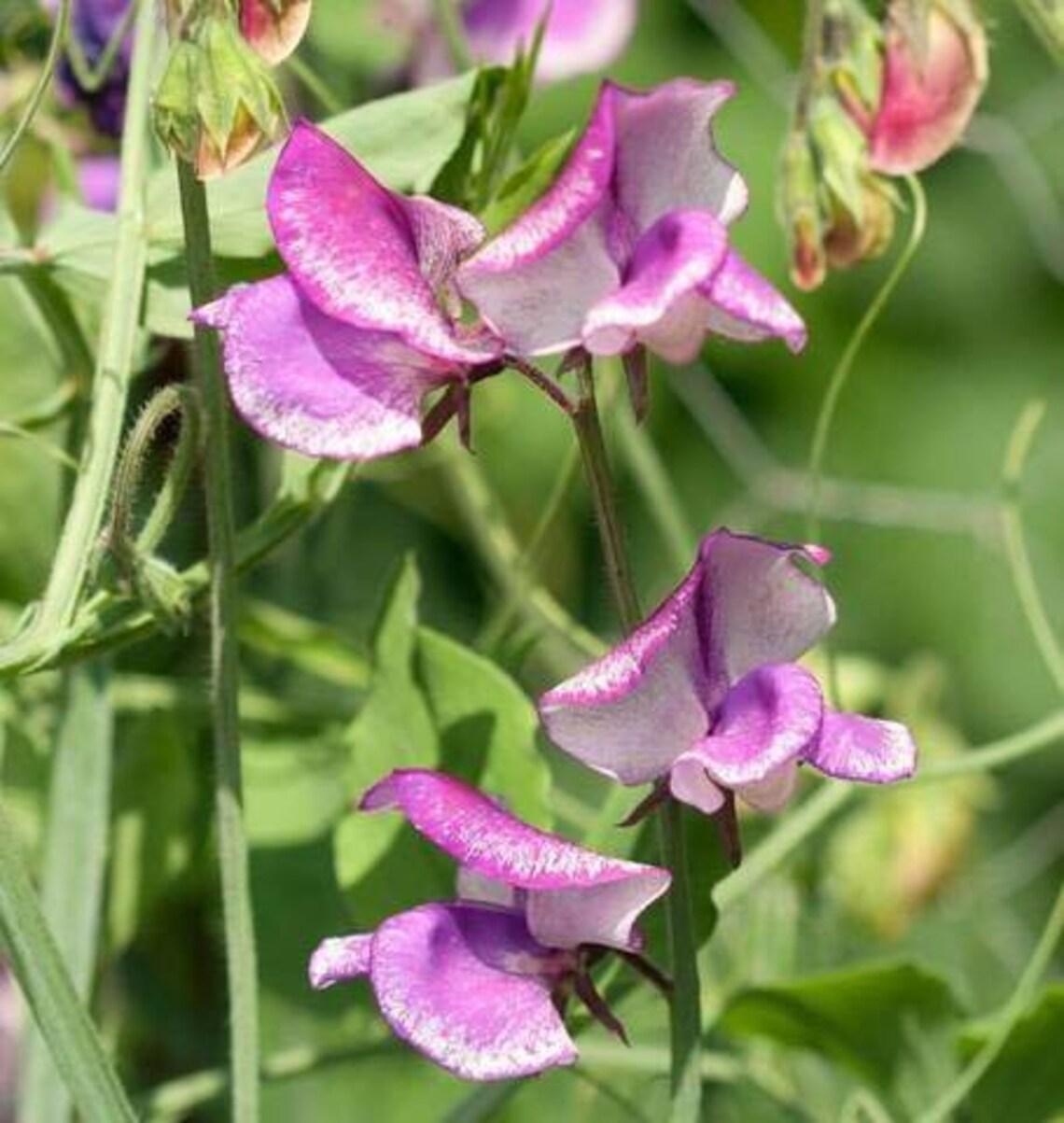 10 seeds Sweet Pea Taffy Swirl Mix Lathyrus Odoratus - Etsy