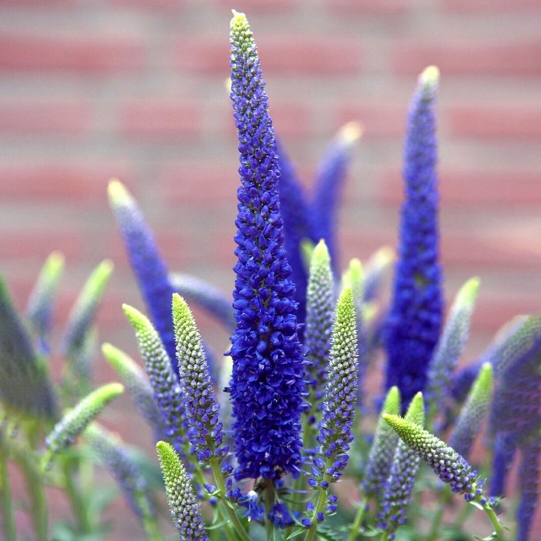 50 Seeds Veronica Speedwell Flower Perennial - Blue - Etsy