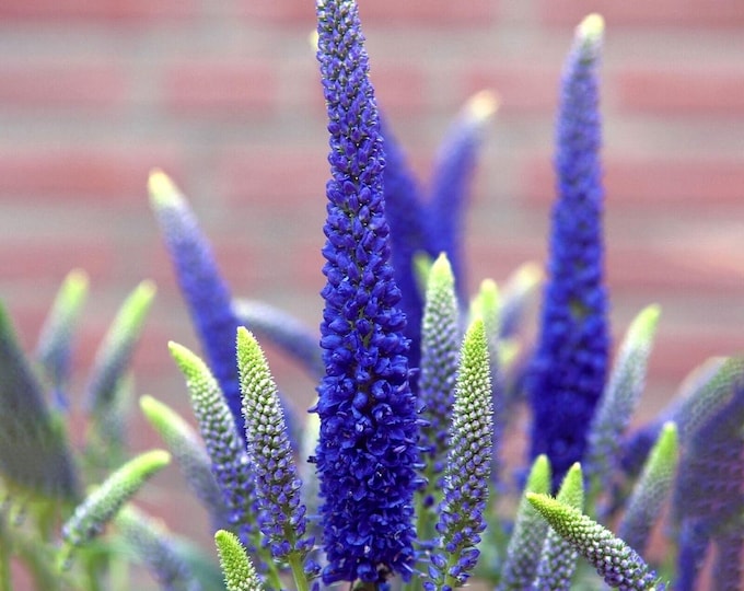 50 Seeds Veronica Speedwell Flower Perennial - Blue - Etsy