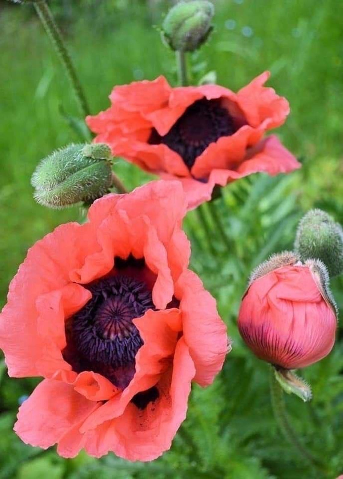 30 + Seeds Papaver Orientale ‘coral Reef’ (oriental Poppy) - Etsy