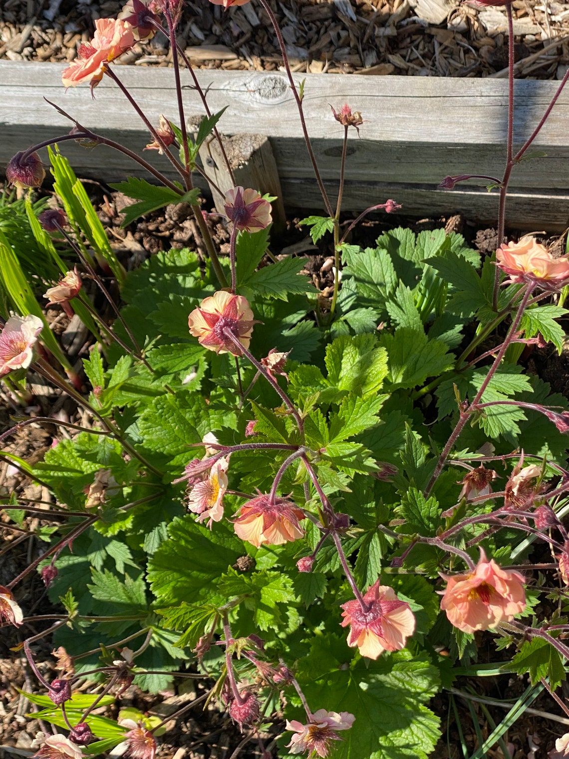 10 Seeds Rare Water Avens Geum Rivale - Etsy