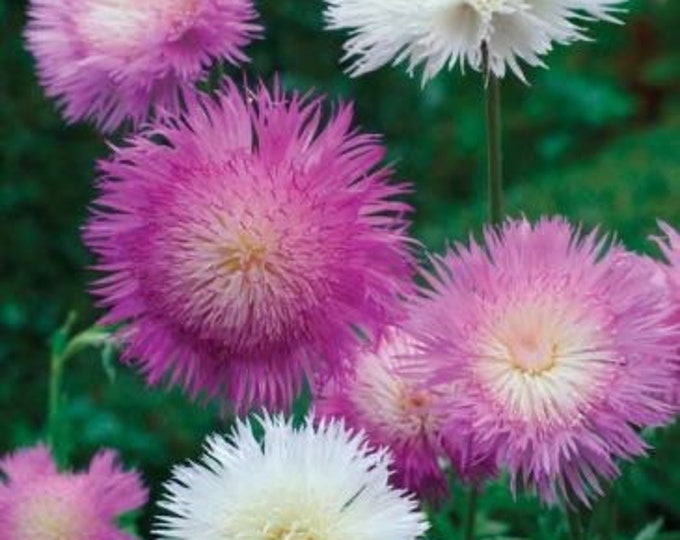 20 Seeds Sweet Sultan Mix Centaurea Imperialis - Etsy