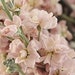30 Seeds Stock Seeds - Apricot Matthiola Incana - Etsy