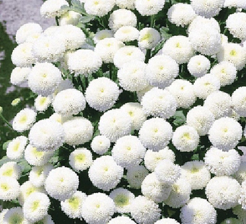 50 Seeds Snowball Chrysanthemum Tanacetum Parthenium - Etsy