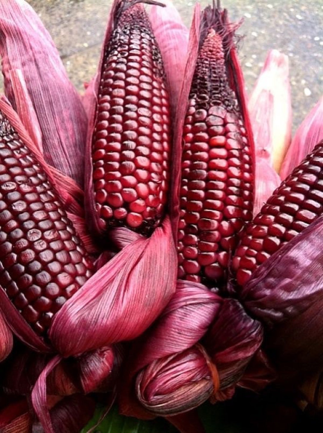 15 Seeds Ruby Red Corn Heirloom Variety Non GMO - Edible - Etsy