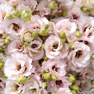 15 Seeds Lovely Light Pink and Blush Lisianthus - Etsy