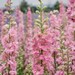 Magic Fountains Seed Pink Wildflowers English Garden Wedding Flowers ...