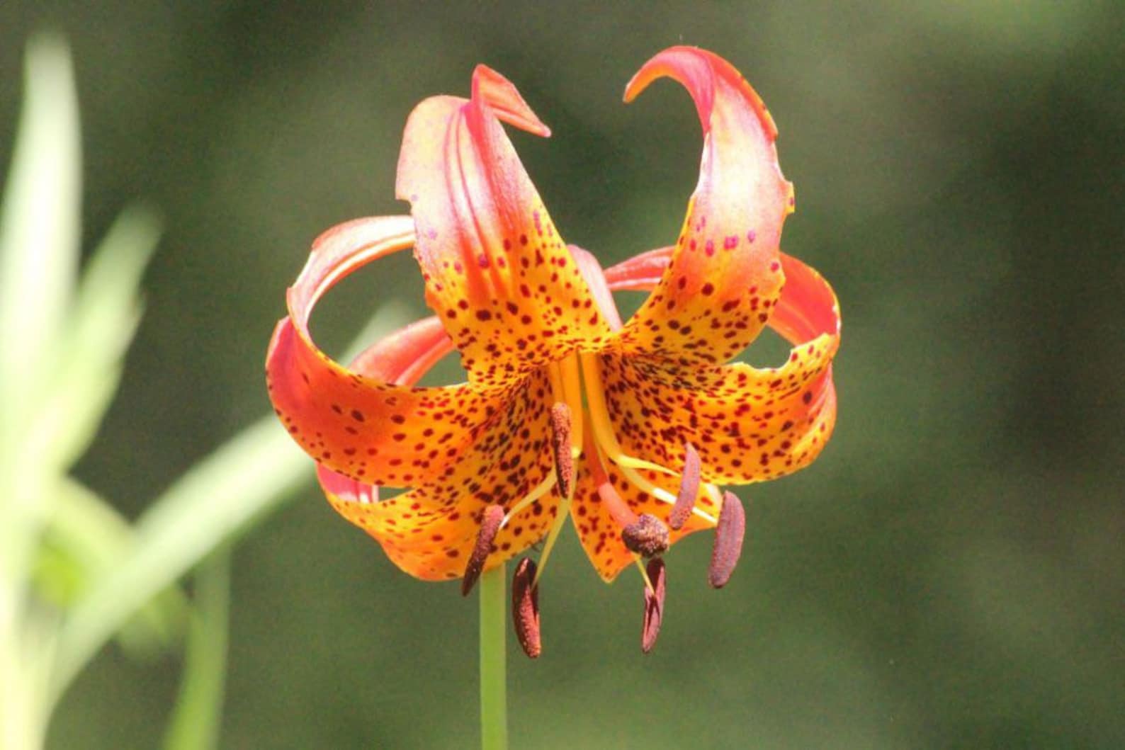 5 Seeds Michigan Lily Lilium Michiganense - Etsy