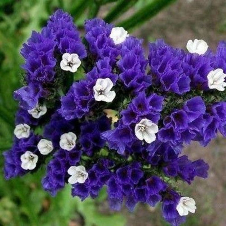 25 Seeds Statice Seeds - Purple Limonium Sinuatum - Etsy