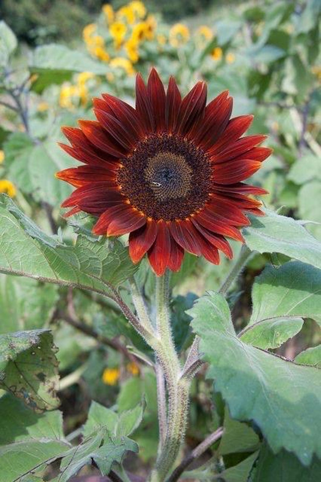 15 Seeds Unique Pro-cut Red Sunflower Seed - Etsy