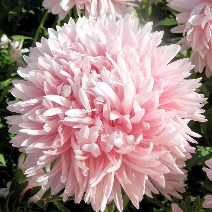 50+ Seeds Lovely Double Gremlin Pink China Asters - Etsy