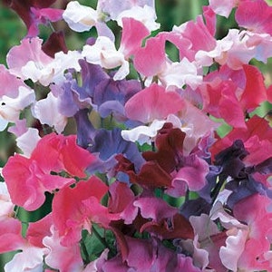 20 Seeds Mix Color Organic Sweet Pea - Etsy