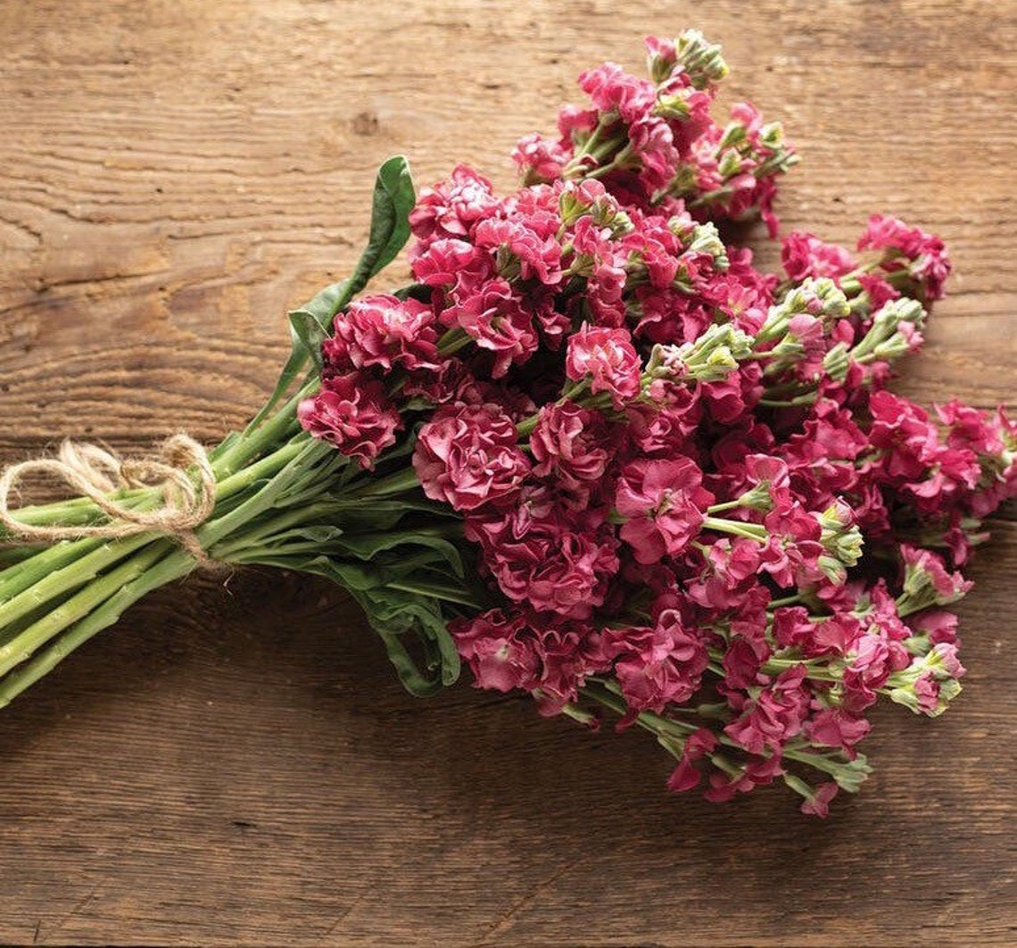 30 Seeds Stock Seeds Dark Rose Matthiola Incana | Etsy