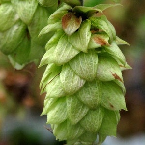 10 COMMON HOPS European Humulus Lupulus Vine Seeds Beer Making ...