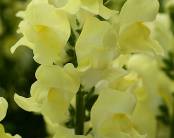 Red Snapdragon Seeds, Potomac Red F1 Snapdragons, 50 Seeds // Open ...