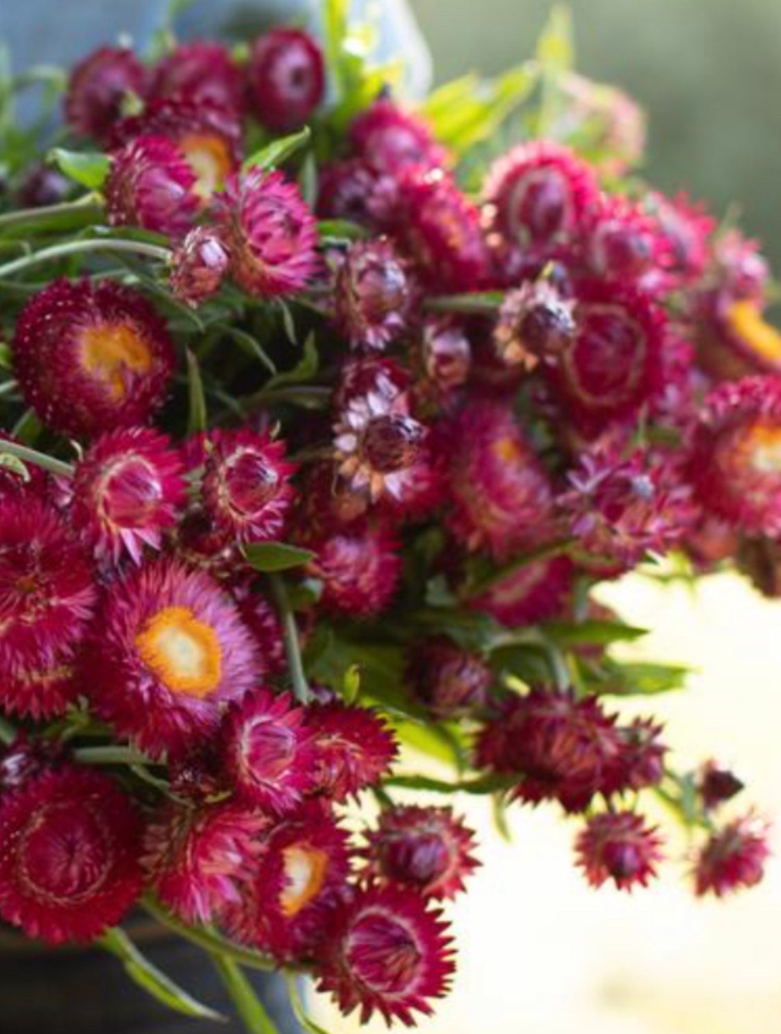 50 seeds Unique Strawflower Seed Copper Red - Etsy Canada