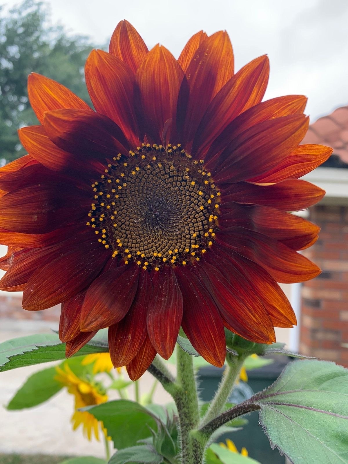 25 Seeds Sunflower ‘midnight Rouge ‘sunflower Seed Annual - Etsy