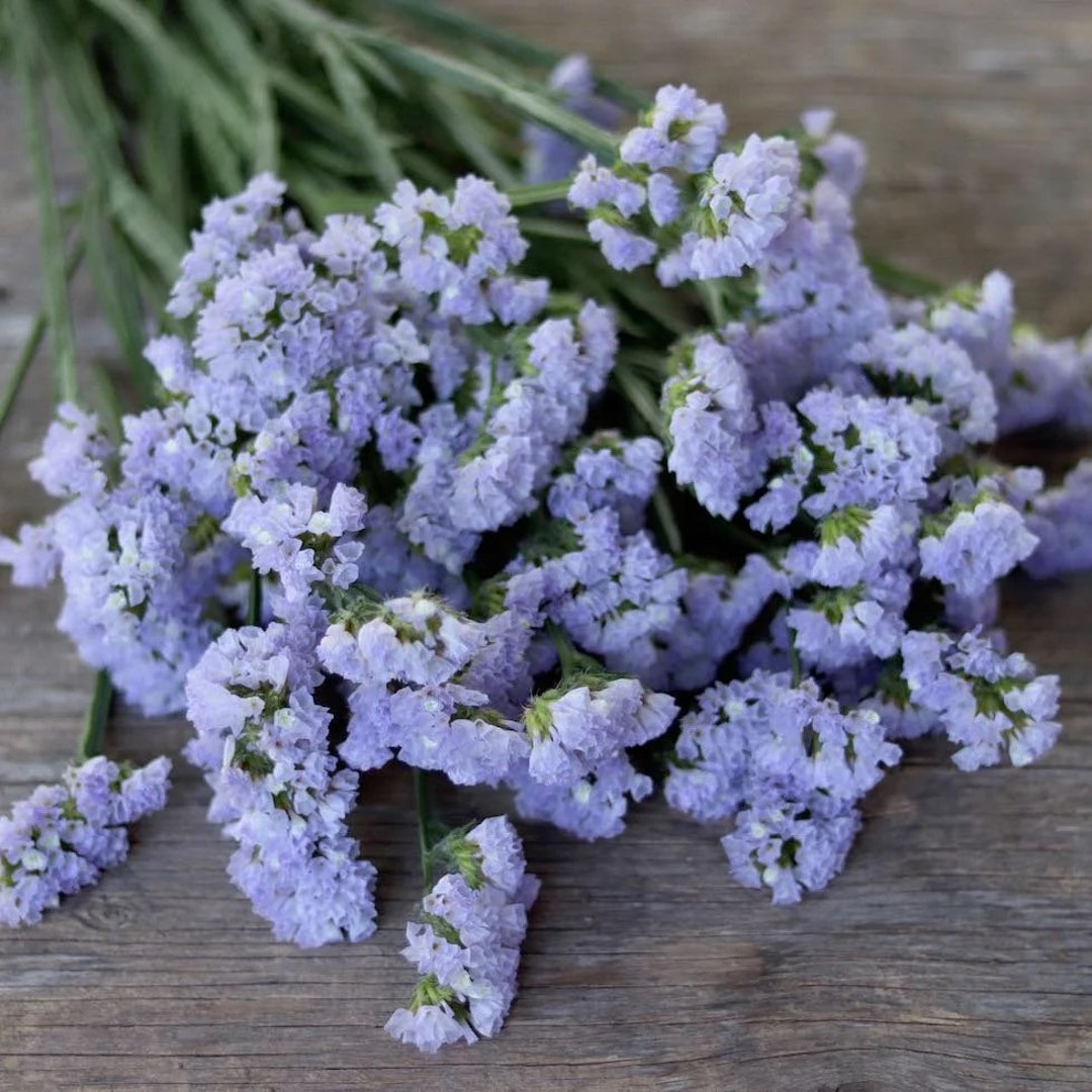 25 Seeds Statice Seeds - Light Blue Shades - Limonium Sinuatum - Etsy