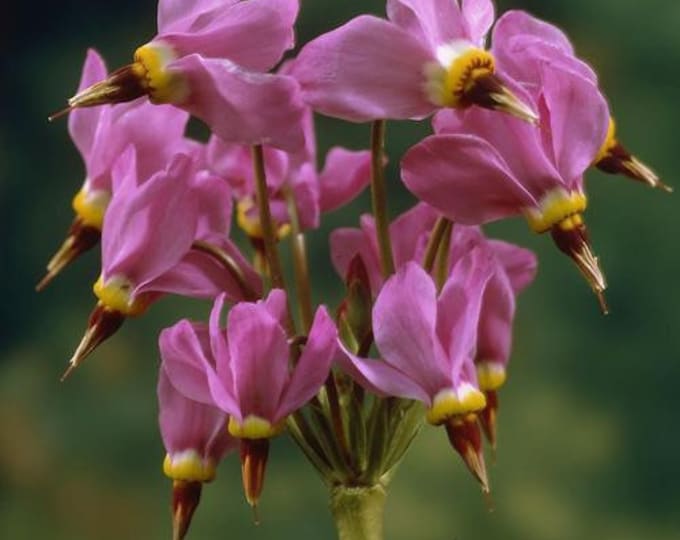 Amethyst Shooting Star, Fuchsia Woodsy Wildflower, 15 Seeds, Moist ...