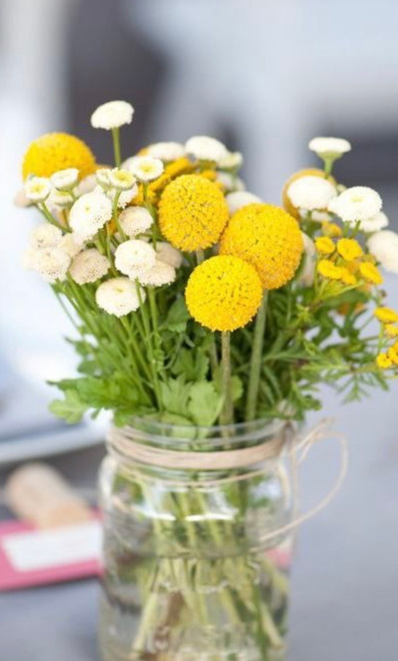 25 Seeds Cute Yellow Billy Buttons Craspedia Globosa Seeds - Etsy