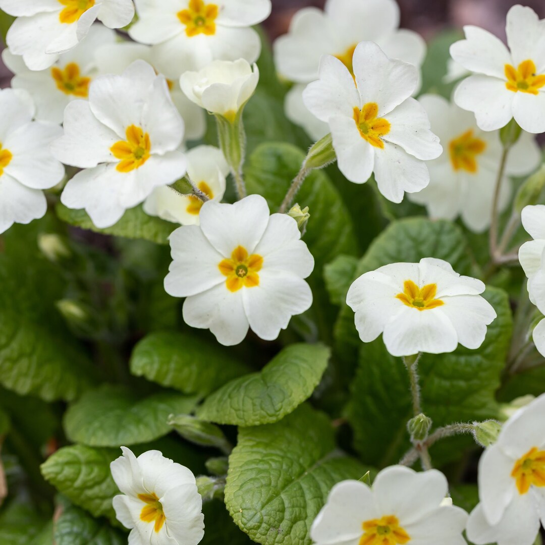 40 Seeds Organic Fairy Primrose Seeds - White - Etsy