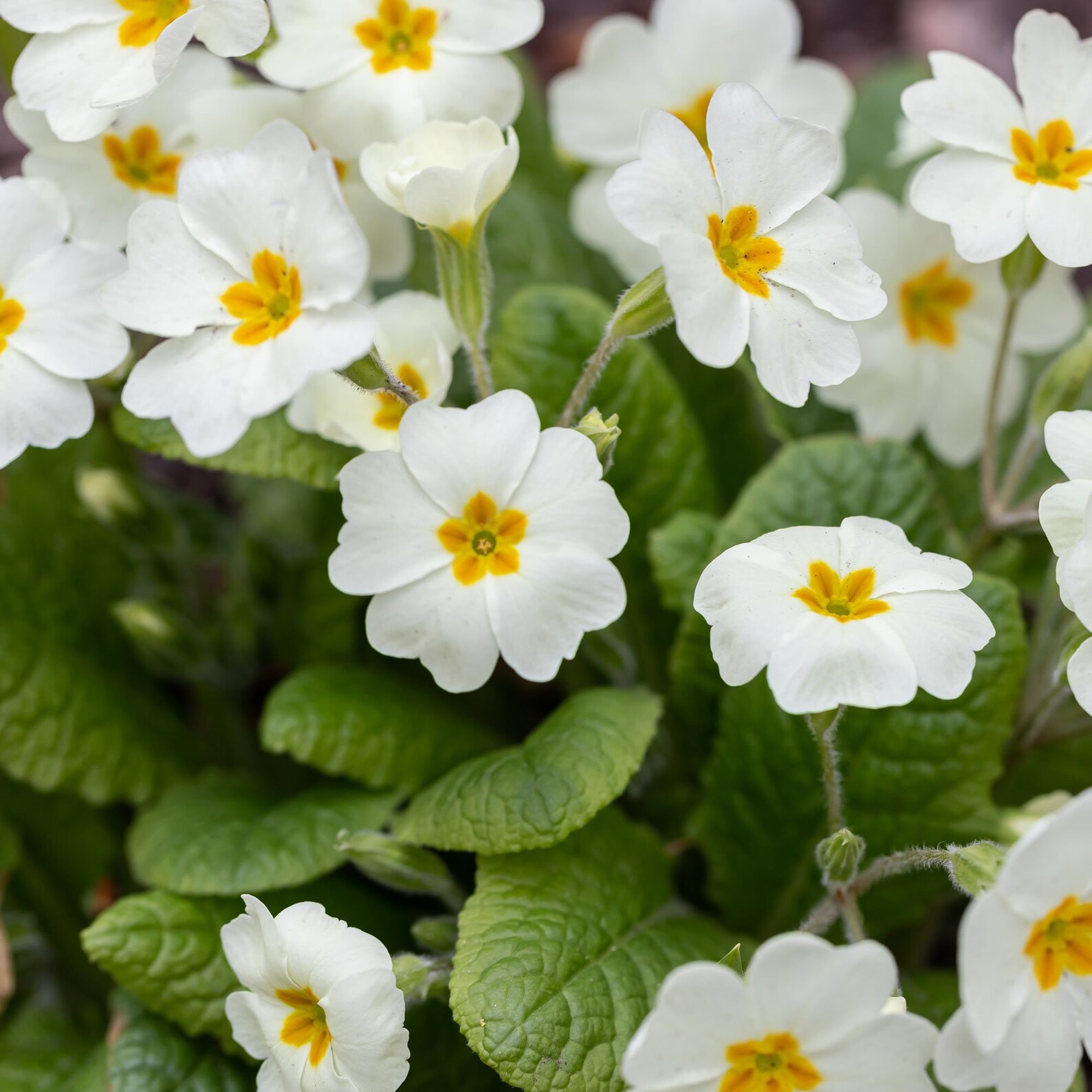 40 Seeds Organic Fairy Primrose Seeds - White - Etsy