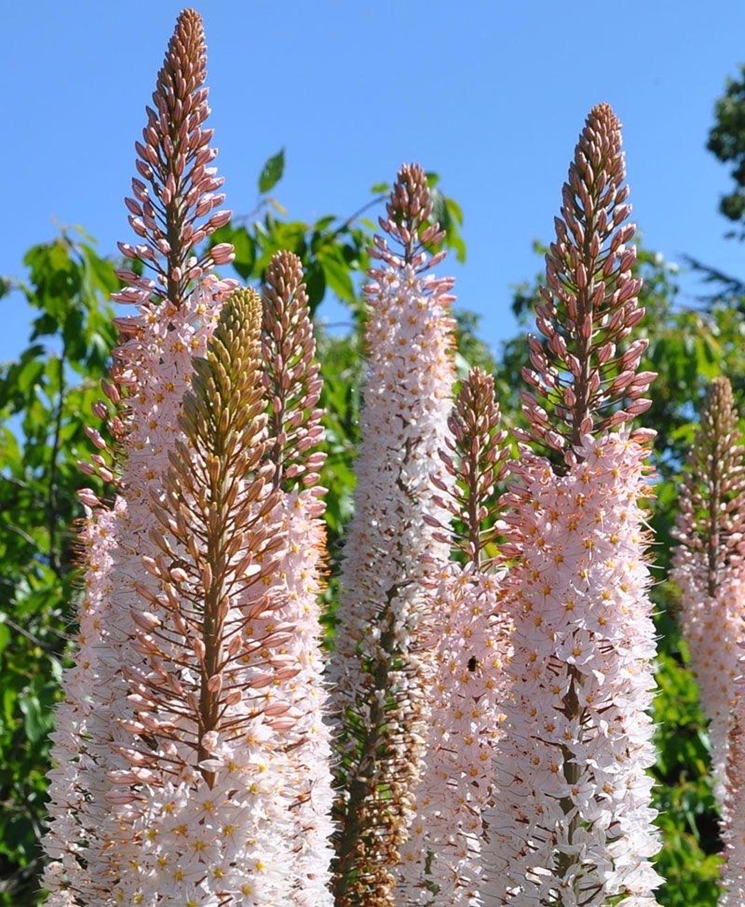 10 Seeds Rare EREMURUS Aitchisonii Foxtail Lily, Desert Candle - Pink ...
