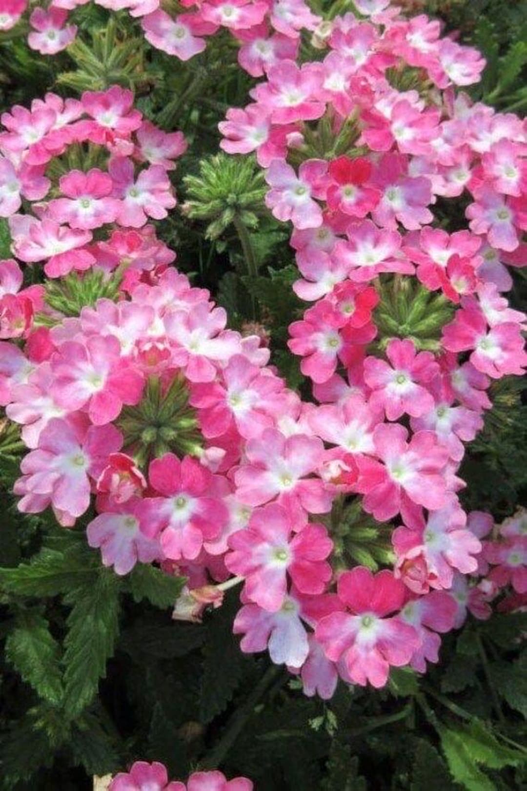 20 Seeds Superbena Verbenas Pink White Seeds - Etsy