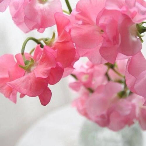 10 seeds Sweet Pea Taffy Swirl Mix Lathyrus Odoratus - Etsy