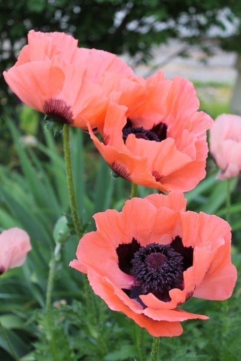 30 + Seeds Papaver Orientale ‘coral Reef’ (oriental Poppy) - Etsy