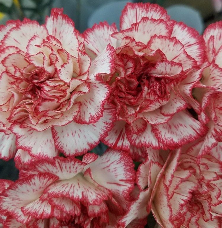 Striped Carnation Flower
