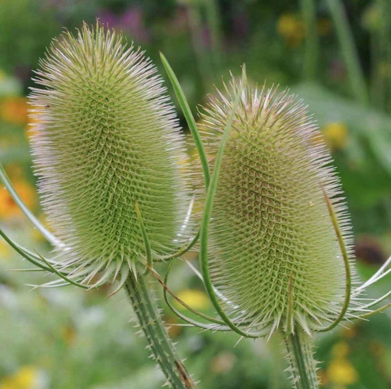 50 Seeds Teasel dipsacus Sativus - Etsy