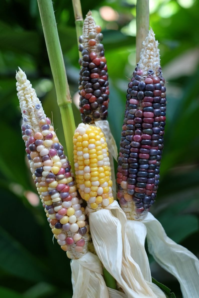 15 Seeds Cute Glass Gem Corn Heirloom Variety Non GMO Edible - Etsy