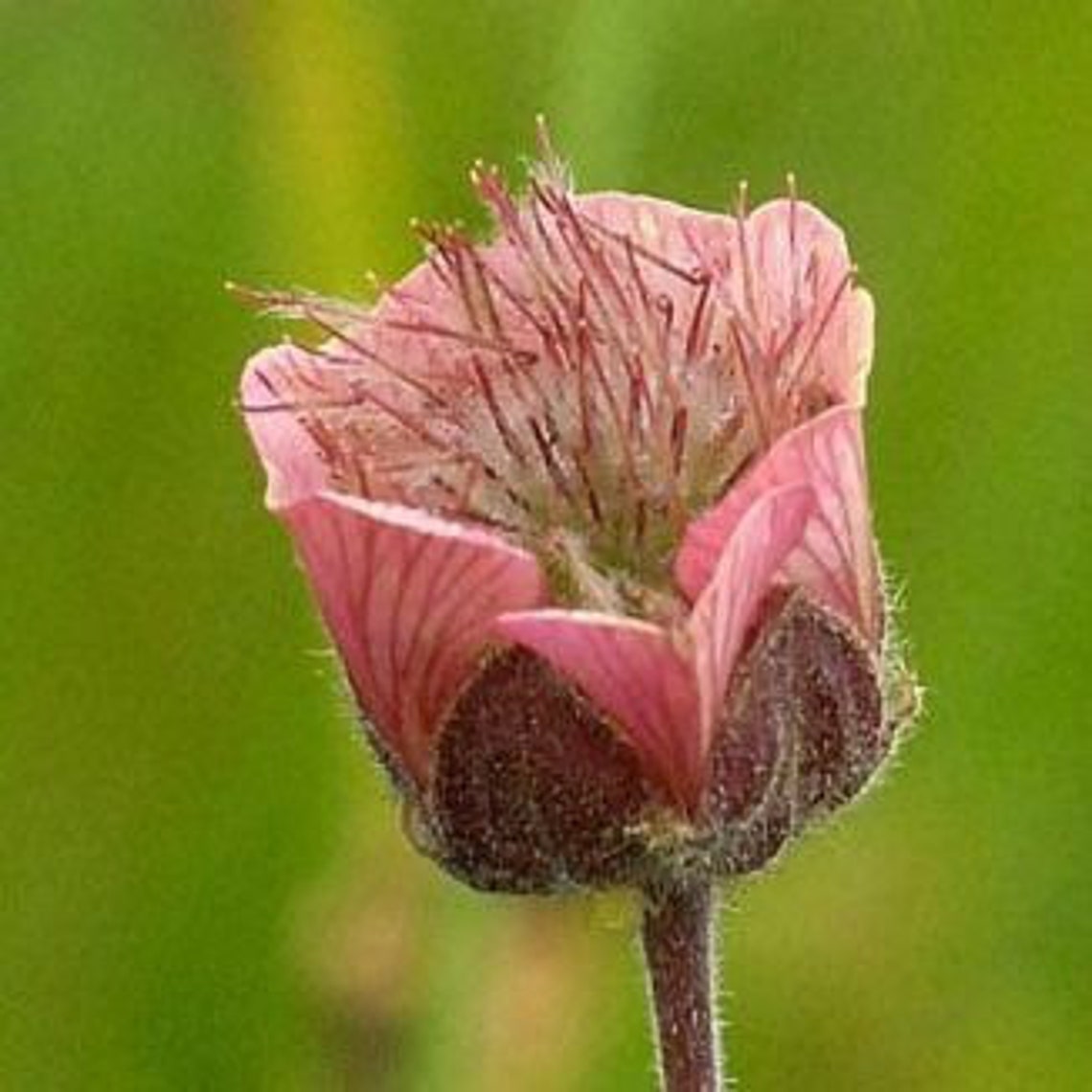 10 Seeds Rare Water Avens Geum Rivale - Etsy