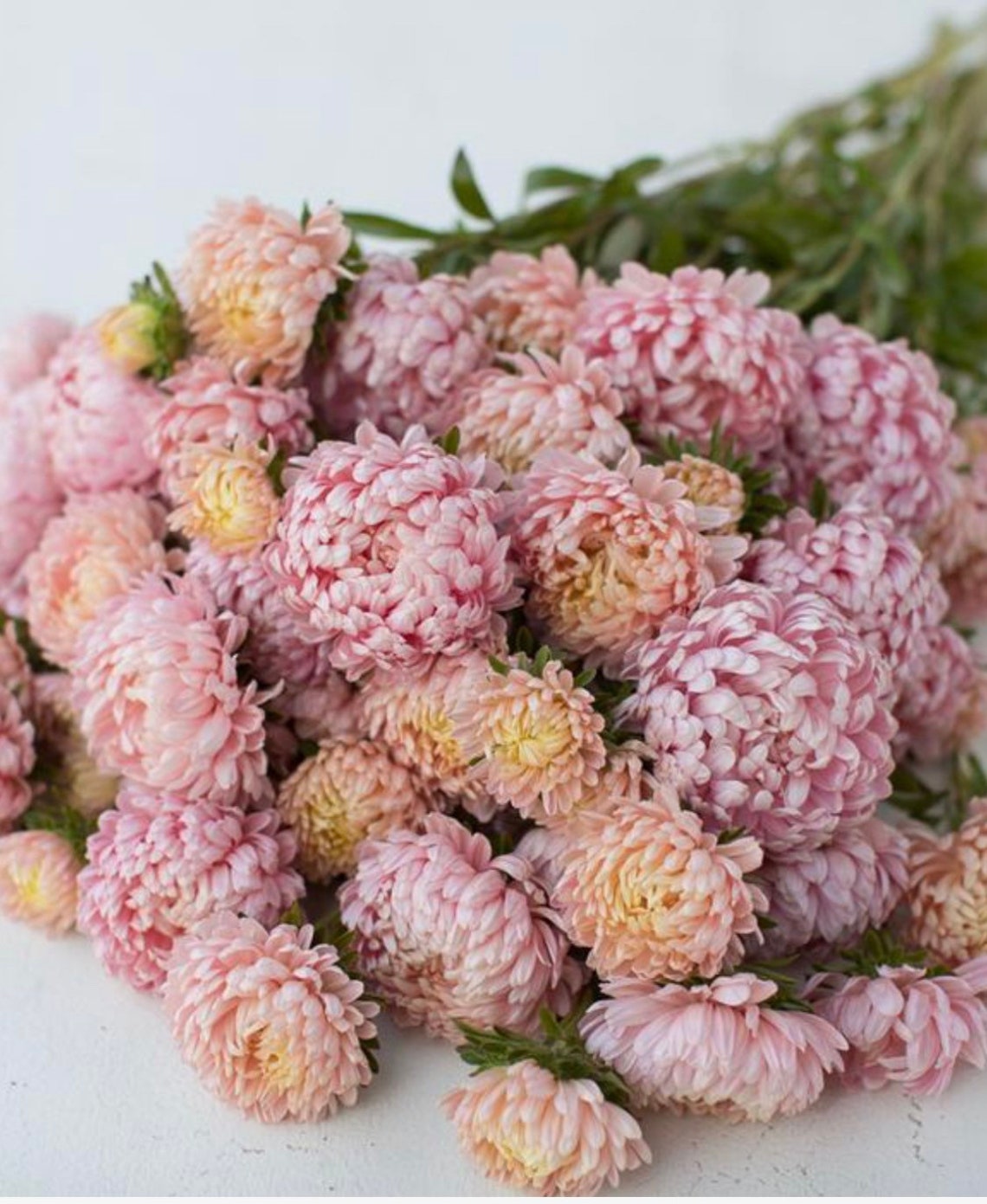 50+ Seeds Lovely Double Gremlin Pink China Asters - Etsy