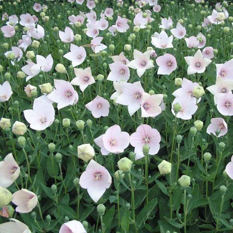 50+ Seeds Lovely Balloon Flower Seeds - Rose - Etsy