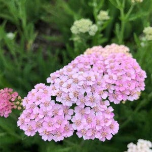 100+ Siberian Pink Yarrow 'love Parade' Seeds ACHILLEA Seed Cottage ...