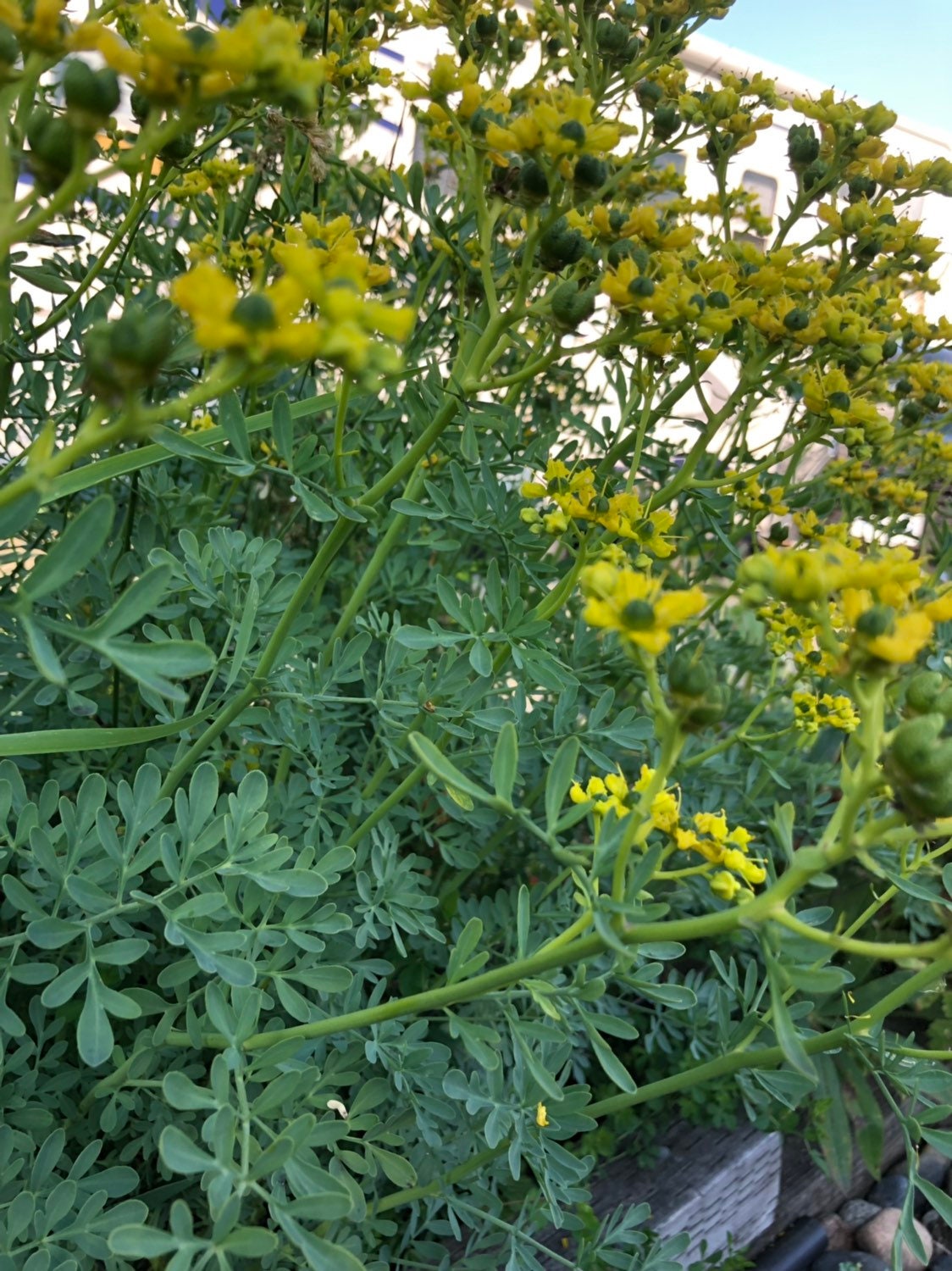 50 Seeds Organic Common Rue Garden Herb Seeds Medicinal - Etsy