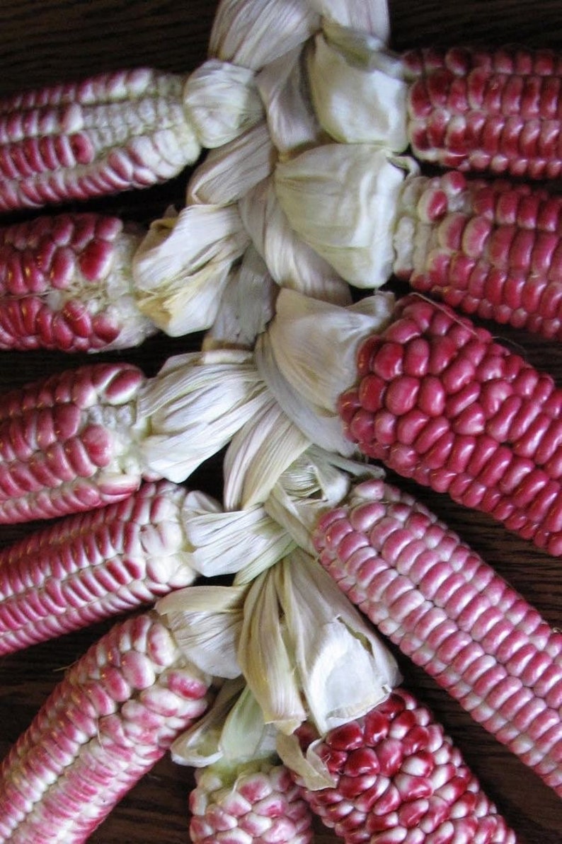 15 Seeds Cute Pink Corn Heirloom Variety Non GMO Edible - Etsy