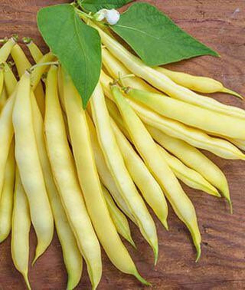 30 +seeds Organic Non -GMO Sweet Golden Wax Bean - Etsy