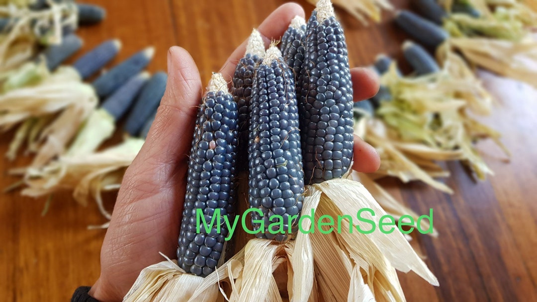 20 Seeds Cute Mini Blue Corn. Popping Corn (ZEA MAYS) - Etsy