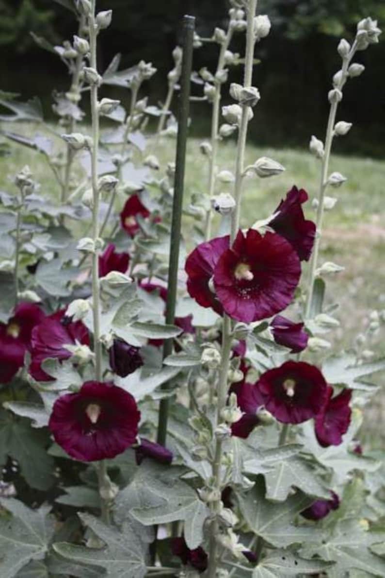 20 Seeds Burgundy Hollyhock Indian Spring Holly Hock Seeds - Etsy