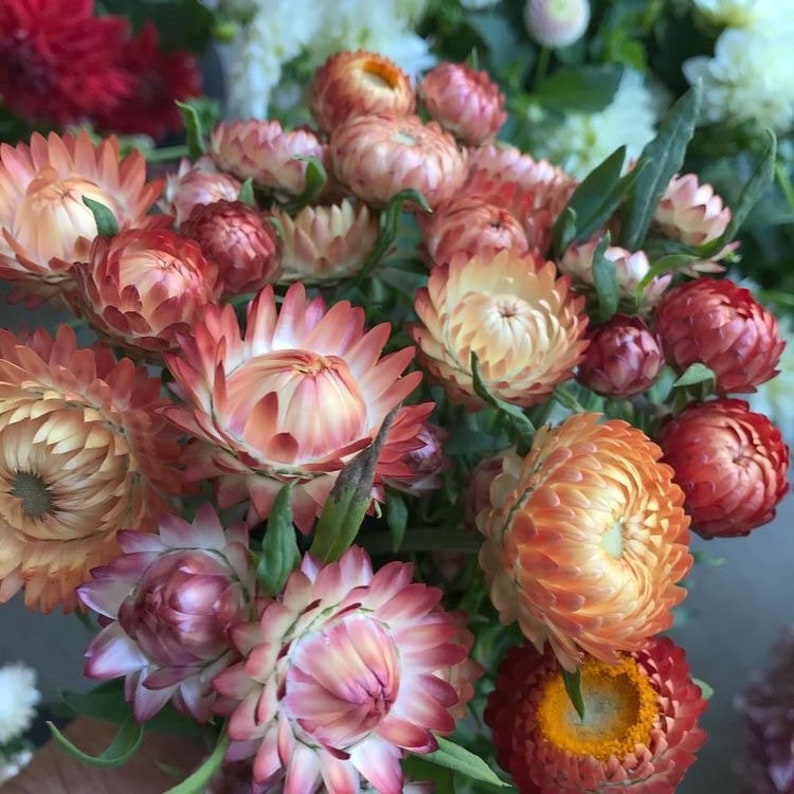 50 Seeds Organic Strawflower Seed Apricot/peach Mix - Etsy